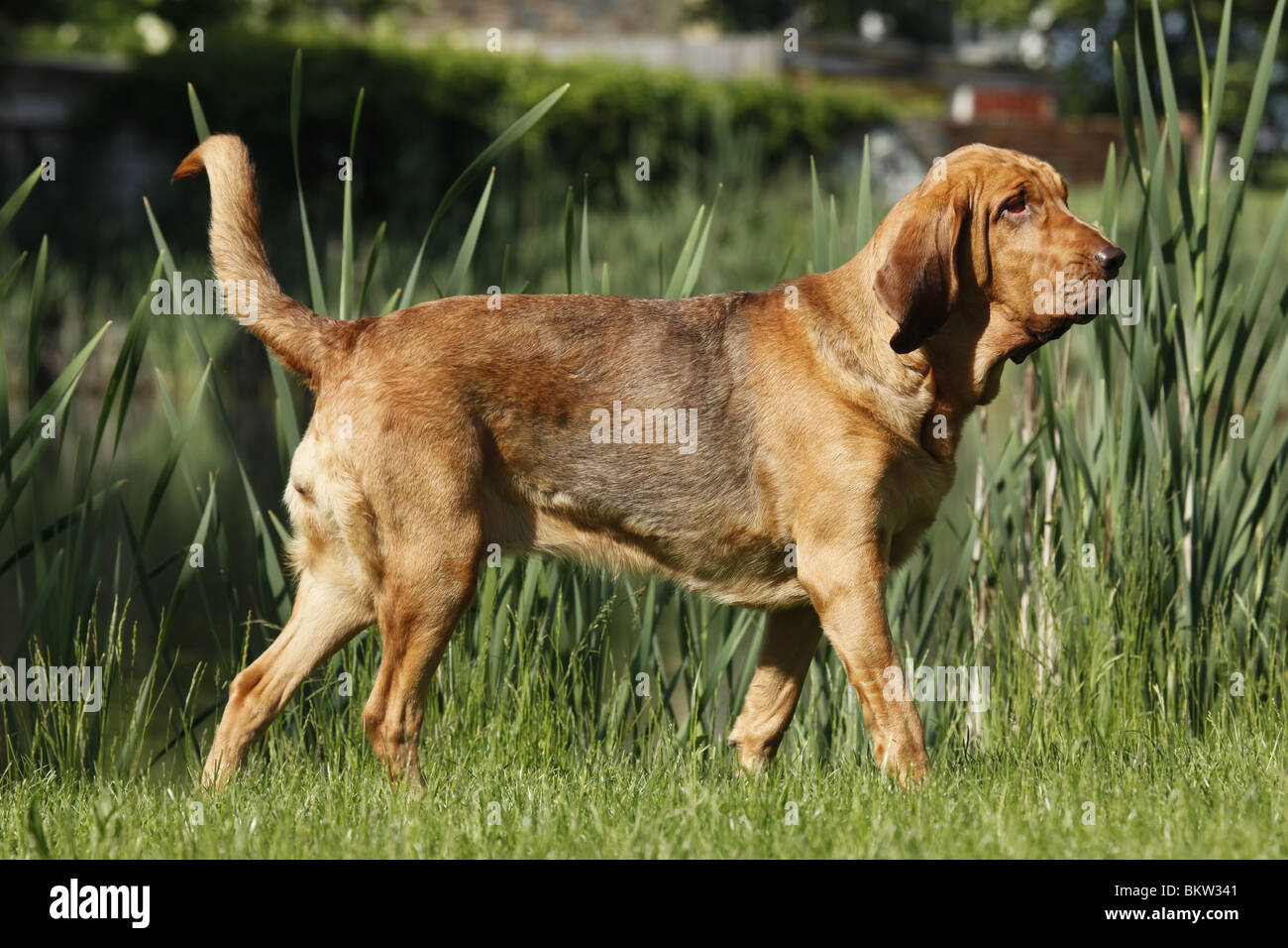 stehender Bluthund / standing Bloodhound Stock Photo - Alamy