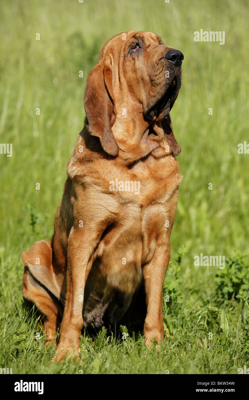 sitzender Bluthund / sitting Bloodhound Stock Photo - Alamy