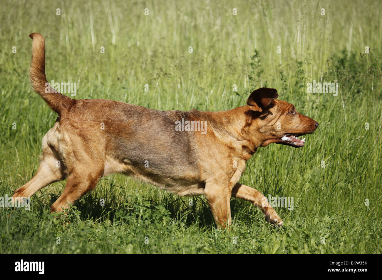 Bloodhounds running hi-res stock photography and images - Alamy