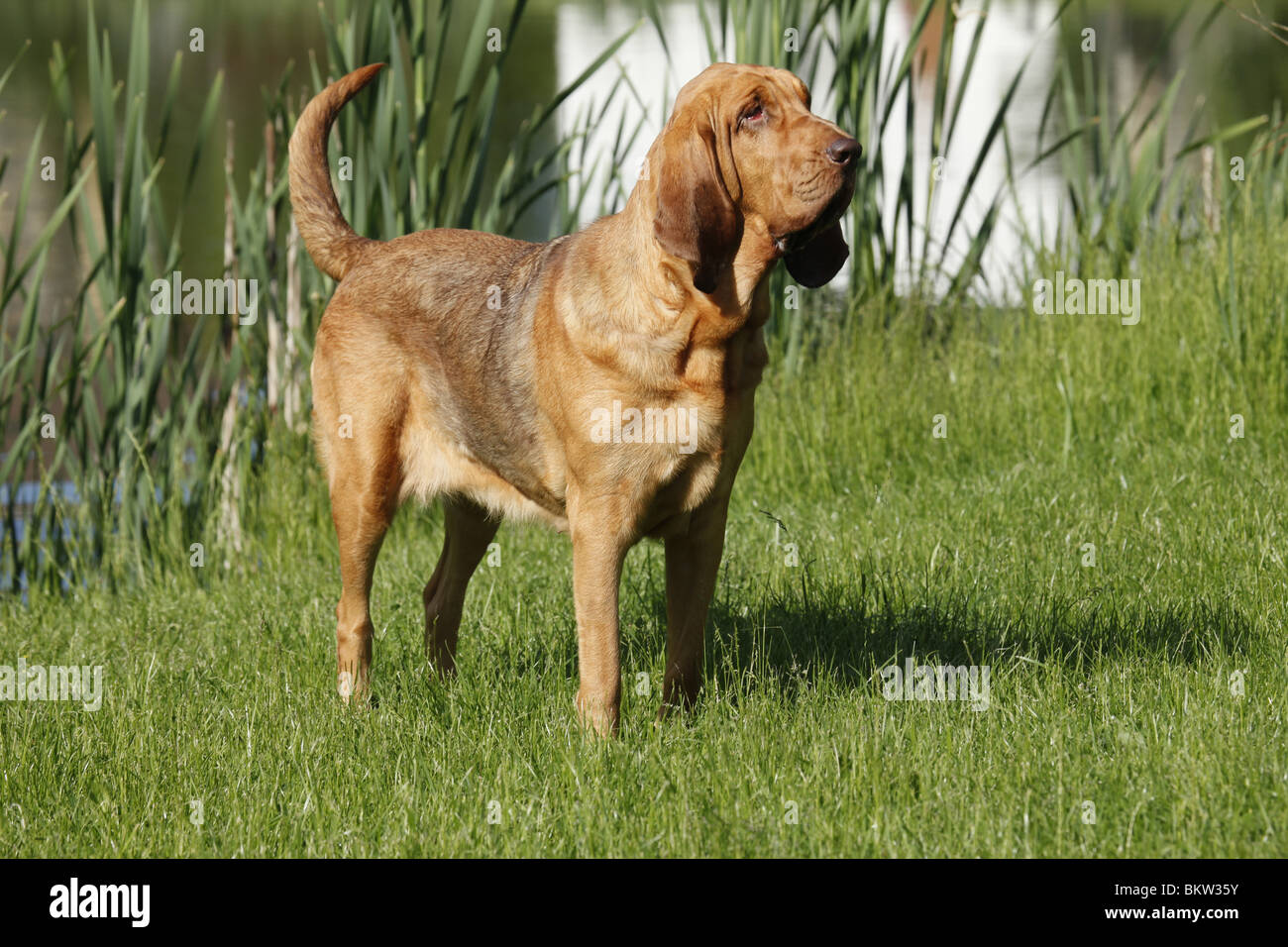 stehender Bluthund / standing Bloodhound Stock Photo - Alamy