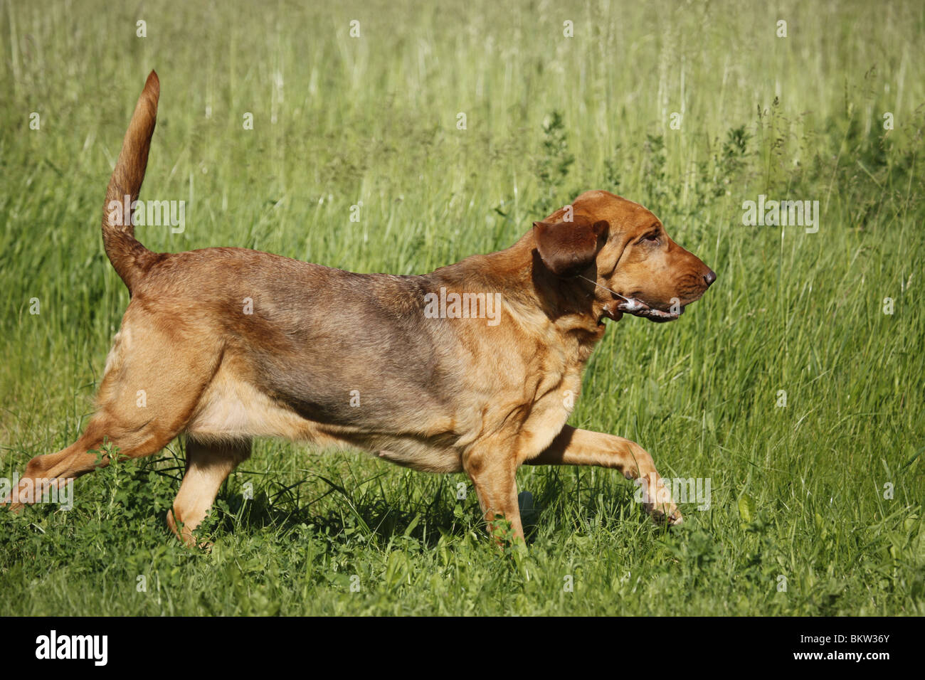 rennender Bluthund / running Bloodhound Stock Photo - Alamy