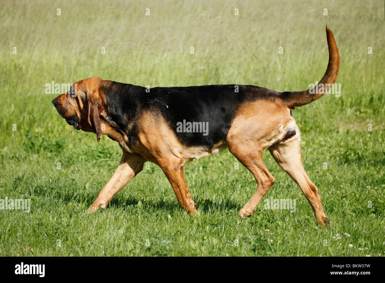 Bloodhounds running hi-res stock photography and images - Alamy