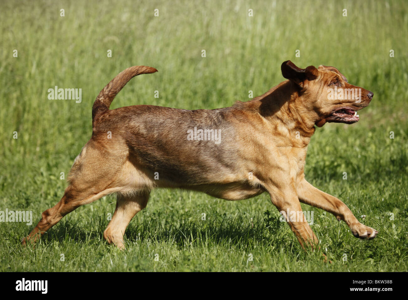 rennender Bluthund / running Bloodhound Stock Photo - Alamy