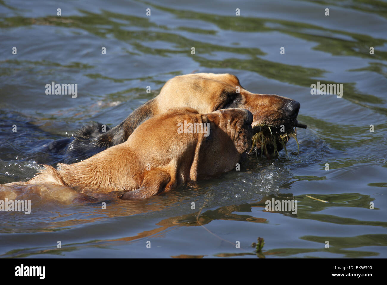 Bluthund Portrait / Bloodhound Portrait Stock Photo - Alamy
