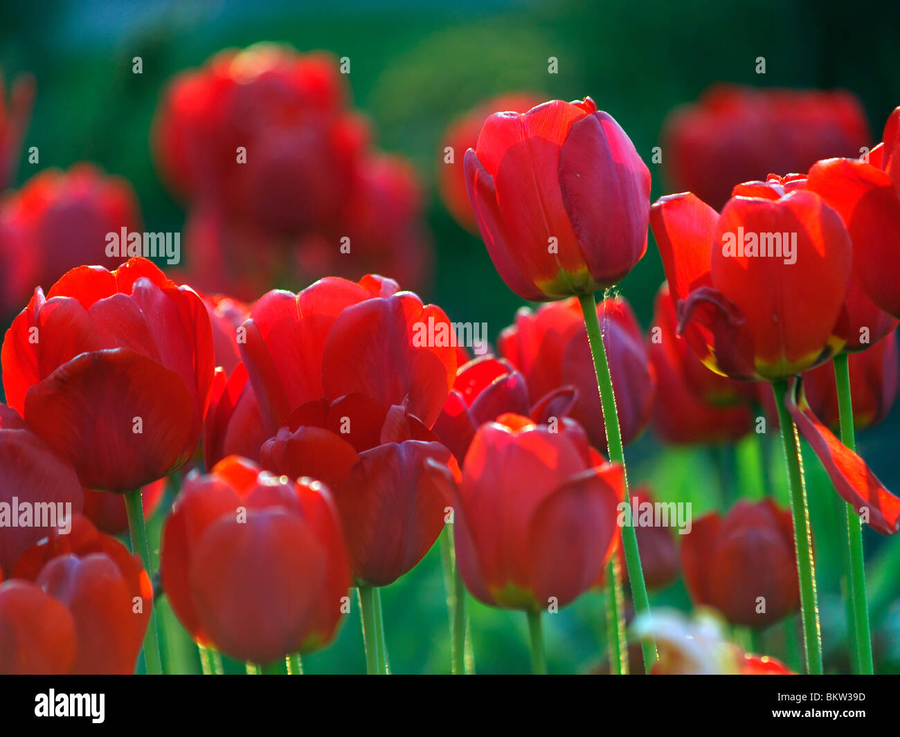 Group of red tulips daytime in spring Stock Photo - Alamy