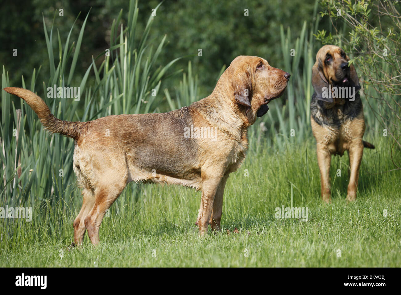 stehender Bluthund / standing Bloodhound Stock Photo - Alamy