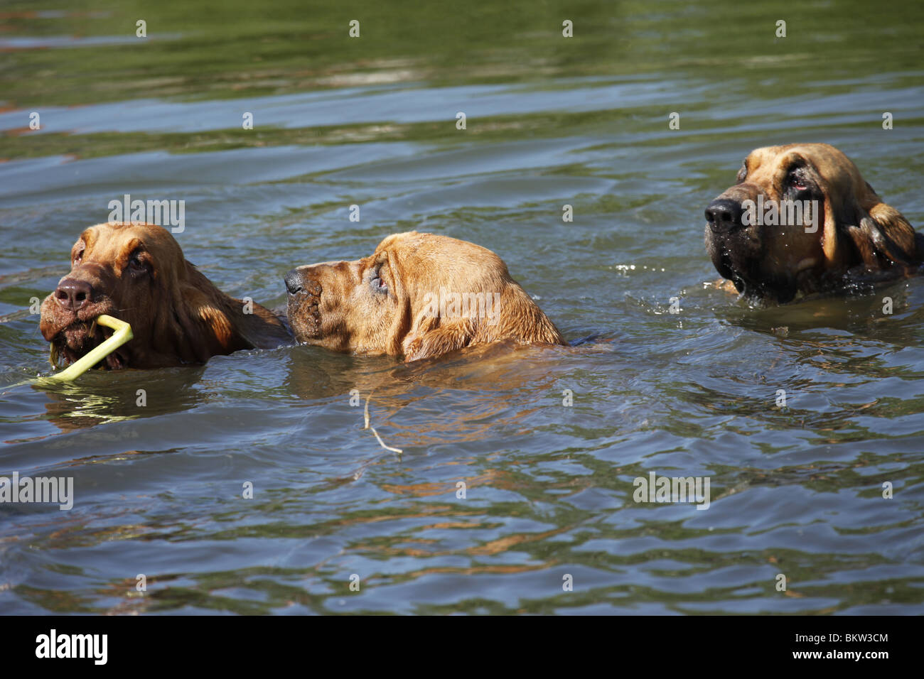 Sea bloodhound hi-res stock photography and images - Alamy