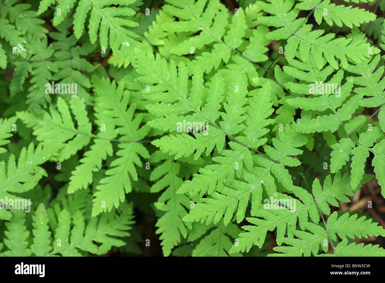 Western Oakfern, Common Oak Fern or Northern Oak Fern (Gymnocarpium ...