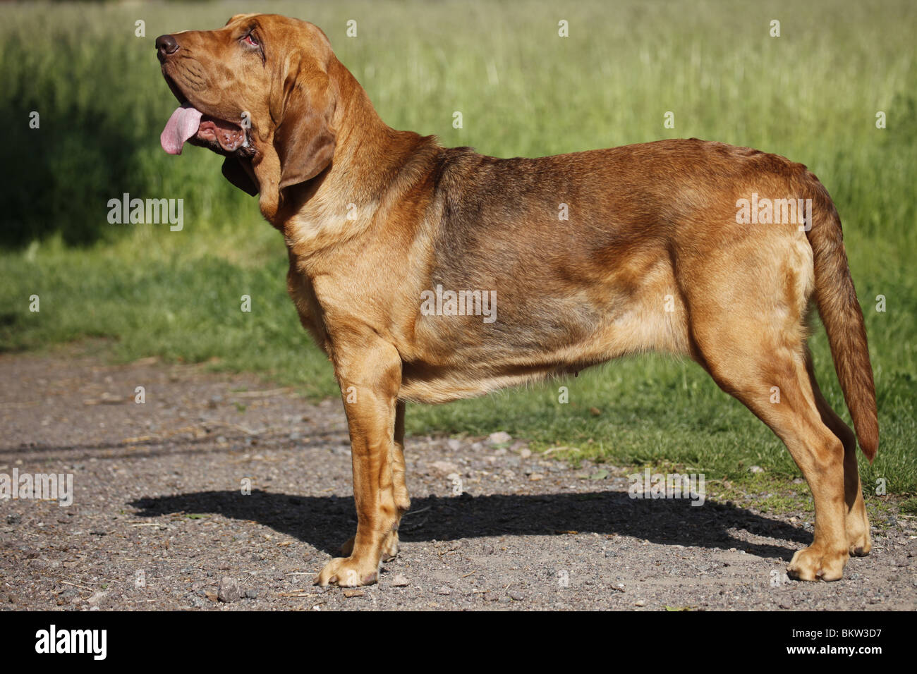 stehender Bluthund / standing Bloodhound Stock Photo - Alamy