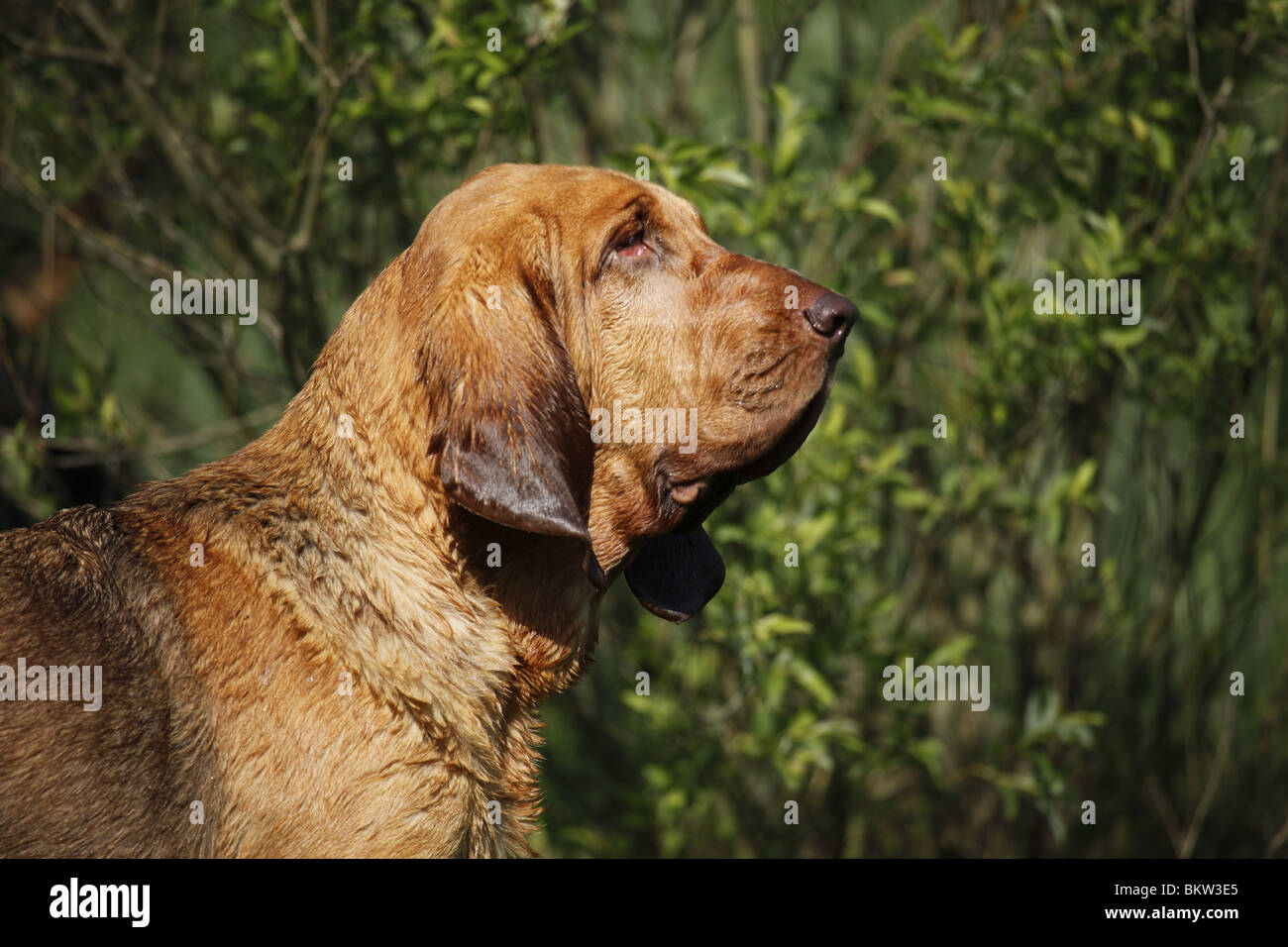 Bluthund Portrait / Bloodhound Portrait Stock Photo - Alamy