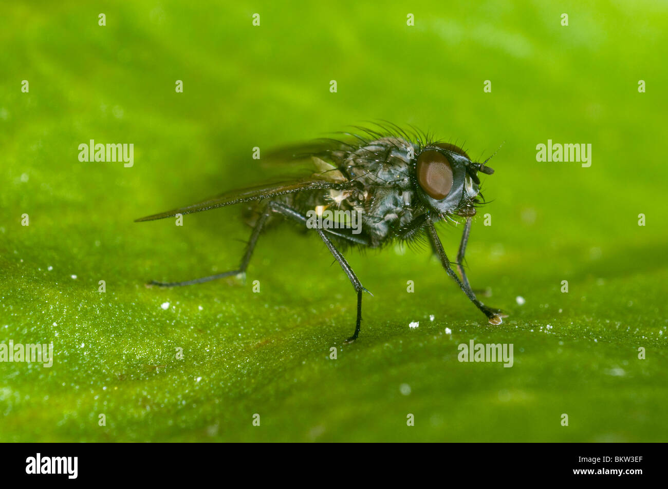 Close up fly hi-res stock photography and images - Alamy
