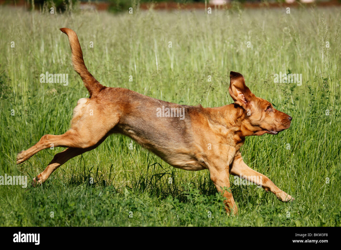 rennender Bluthund / running Bloodhound Stock Photo - Alamy