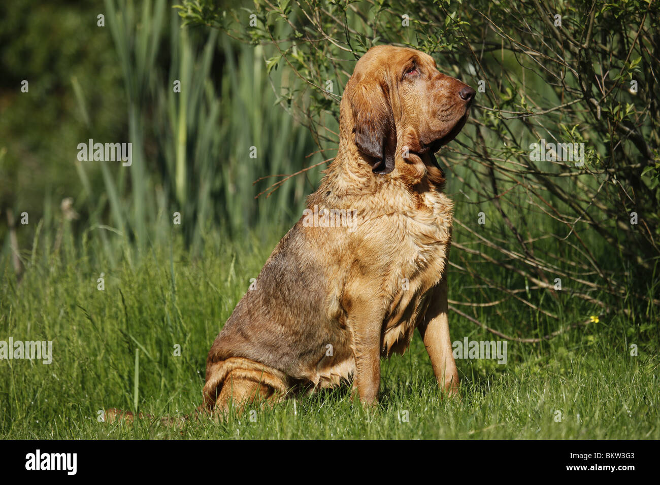 sitzender Bluthund / sitting Bloodhound Stock Photo - Alamy