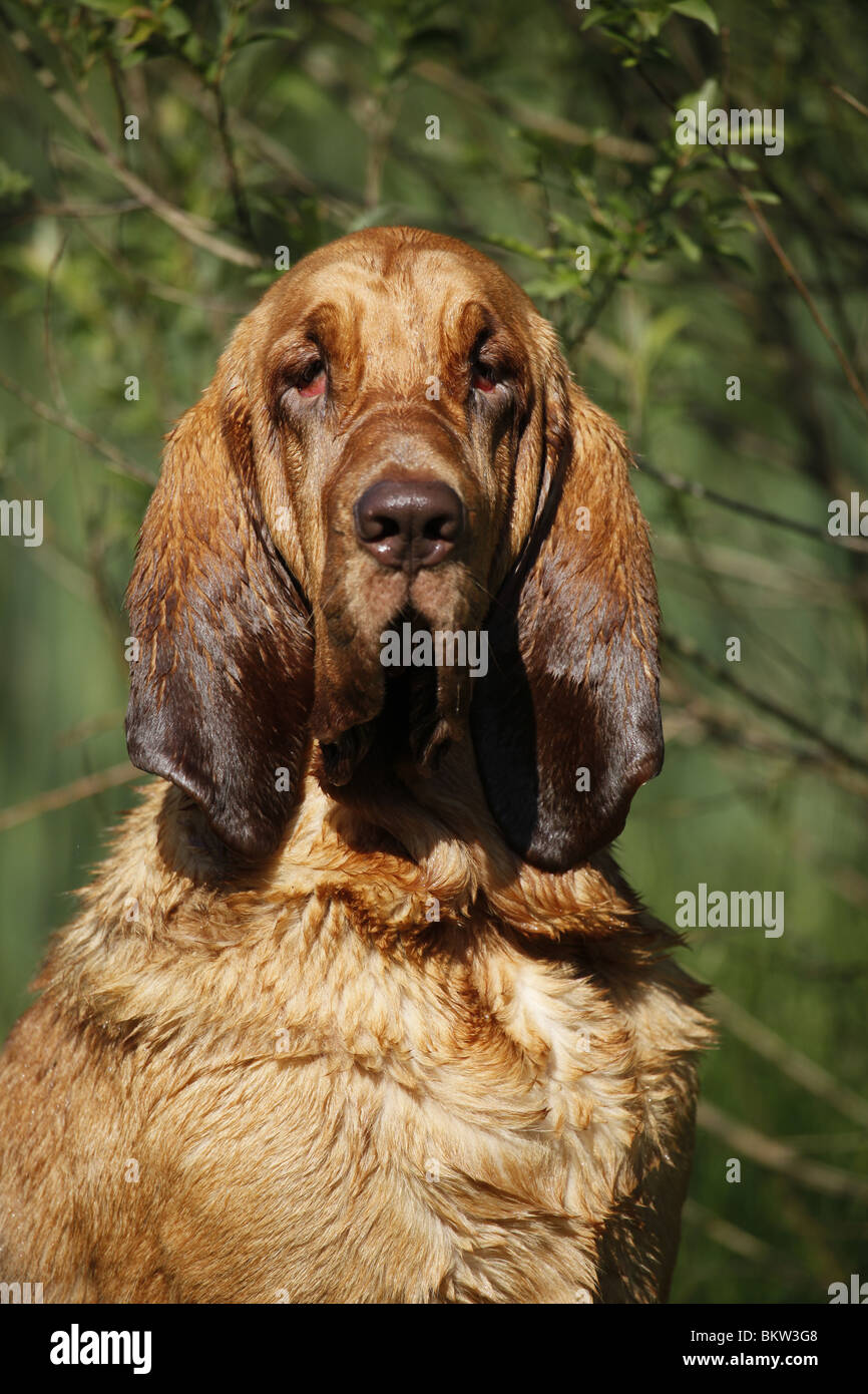 Bluthund Portrait / Bloodhound Portrait Stock Photo - Alamy