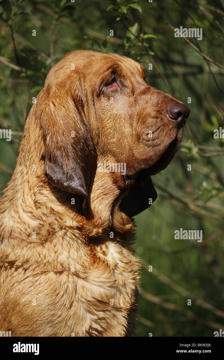 Bluthund Portrait / Bloodhound Portrait Stock Photo - Alamy