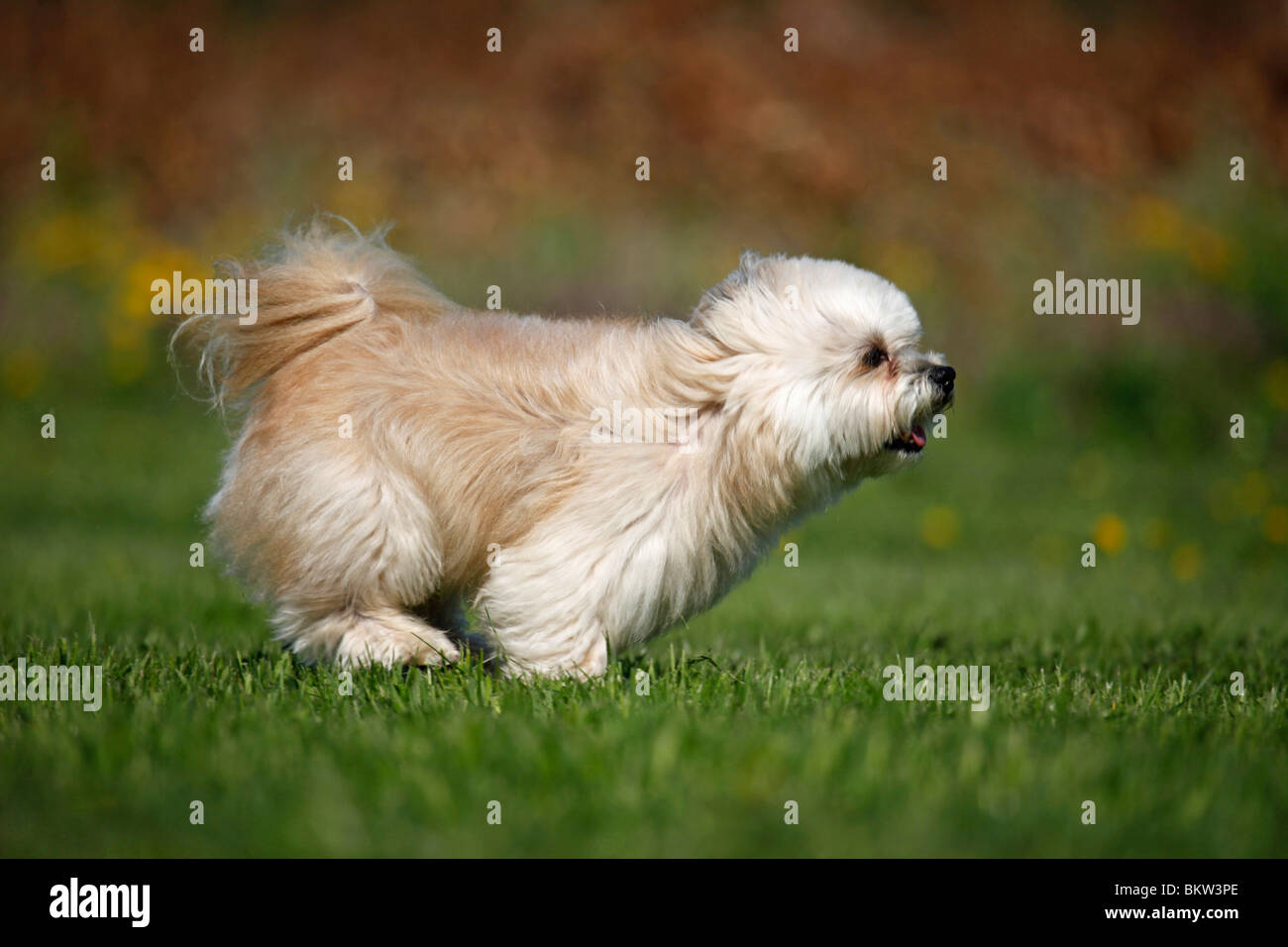 Nature one animal single animal single animals 1 animal hi-res stock ...