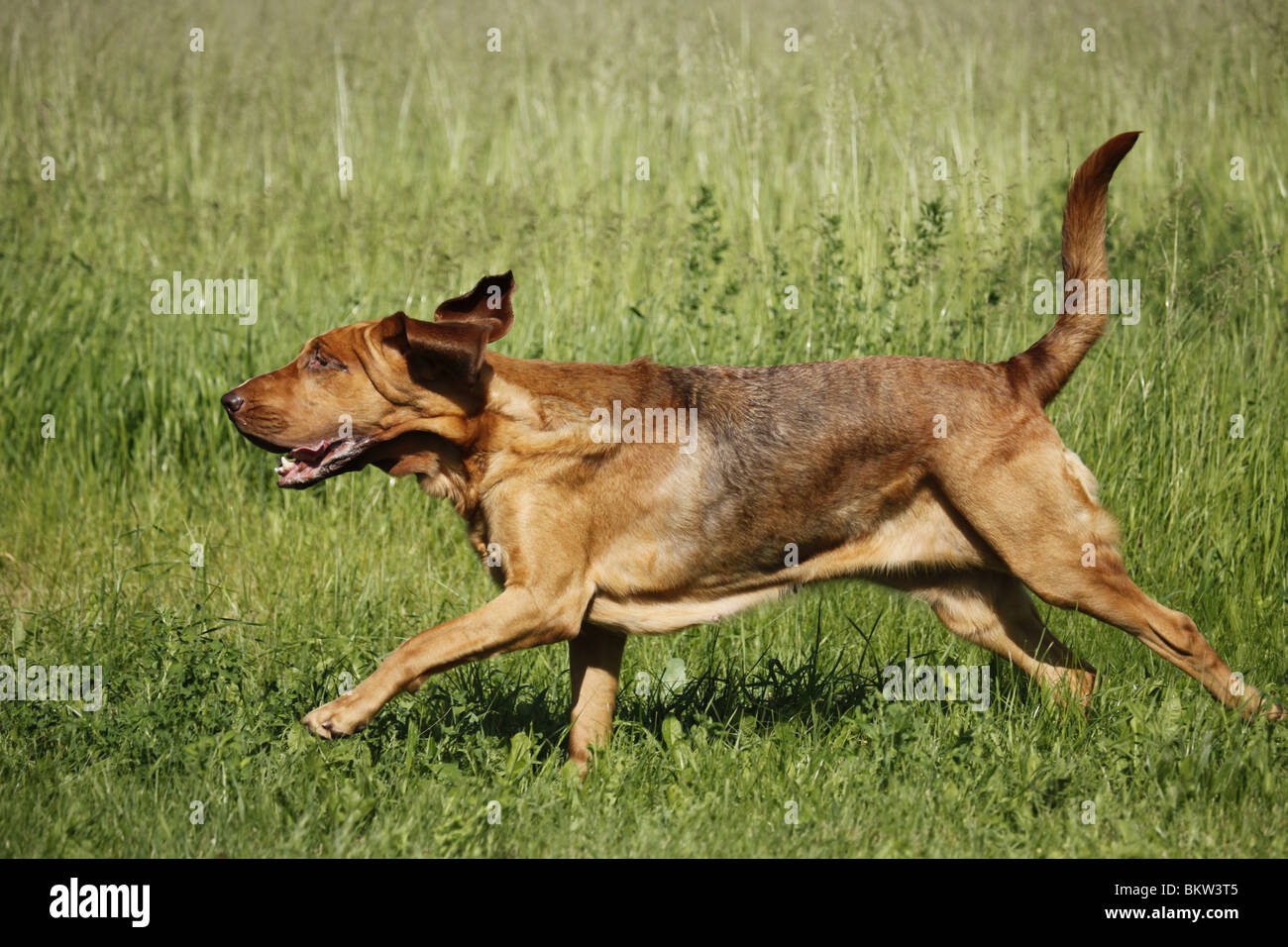 Bloodhound running hi-res stock photography and images - Alamy
