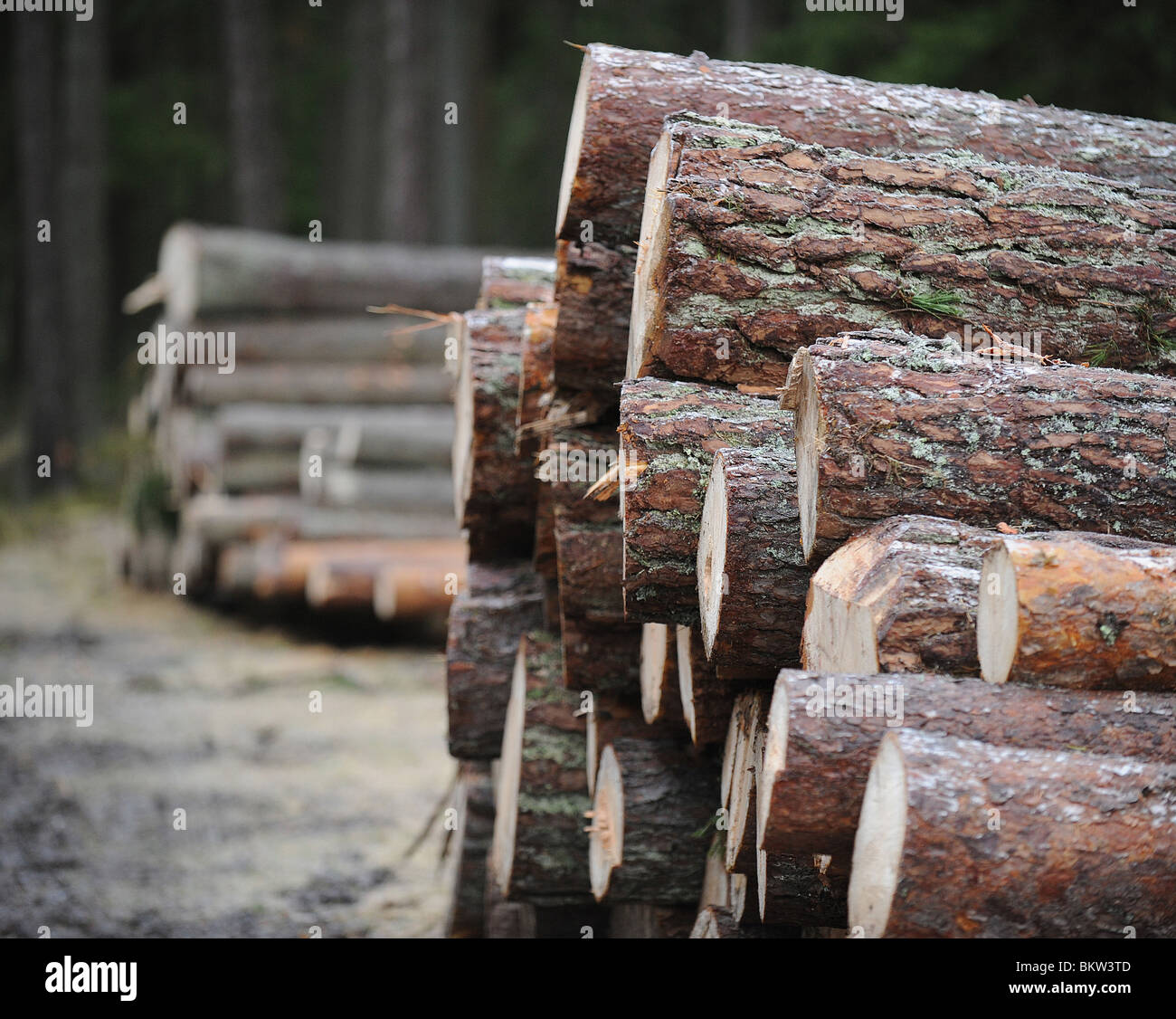 Trunks of coniferous tree hi-res stock photography and images - Alamy