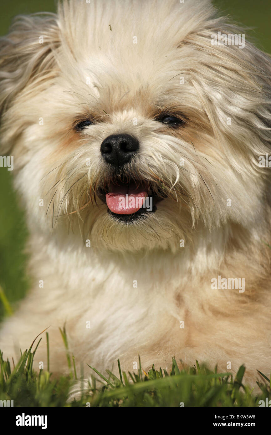 Mischling Gesicht / Mongrel face Stock Photo - Alamy