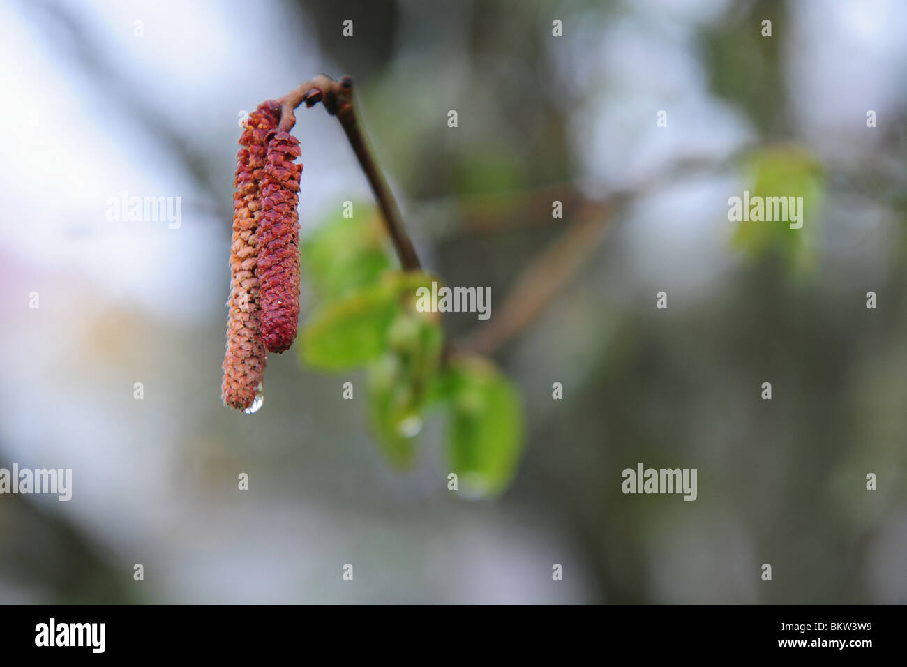 Drop Hanging High Resolution Stock Photography and Images - Alamy