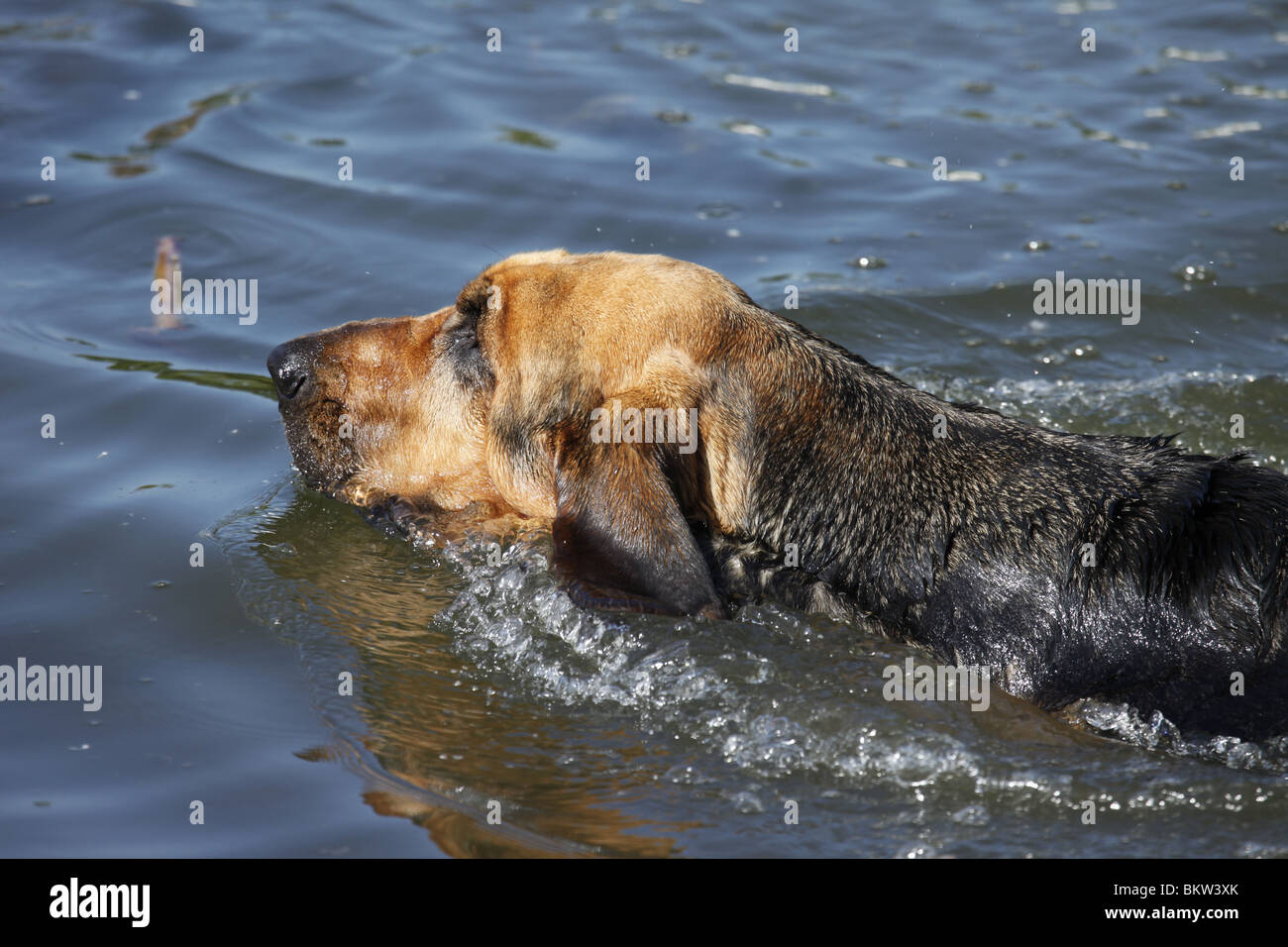 Bluthund Portrait / Bloodhound Portrait Stock Photo - Alamy