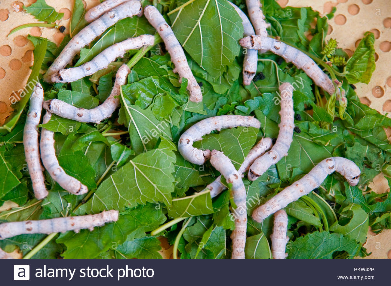 Silkworm High Resolution Stock Photography and Images - Alamy