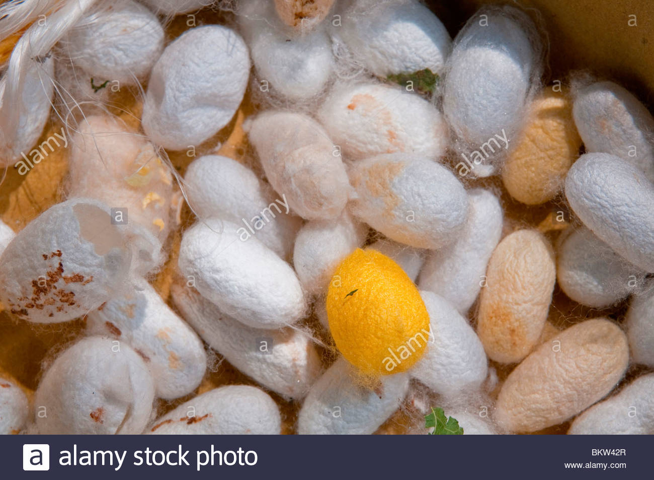 Silkworm High Resolution Stock Photography and Images - Alamy