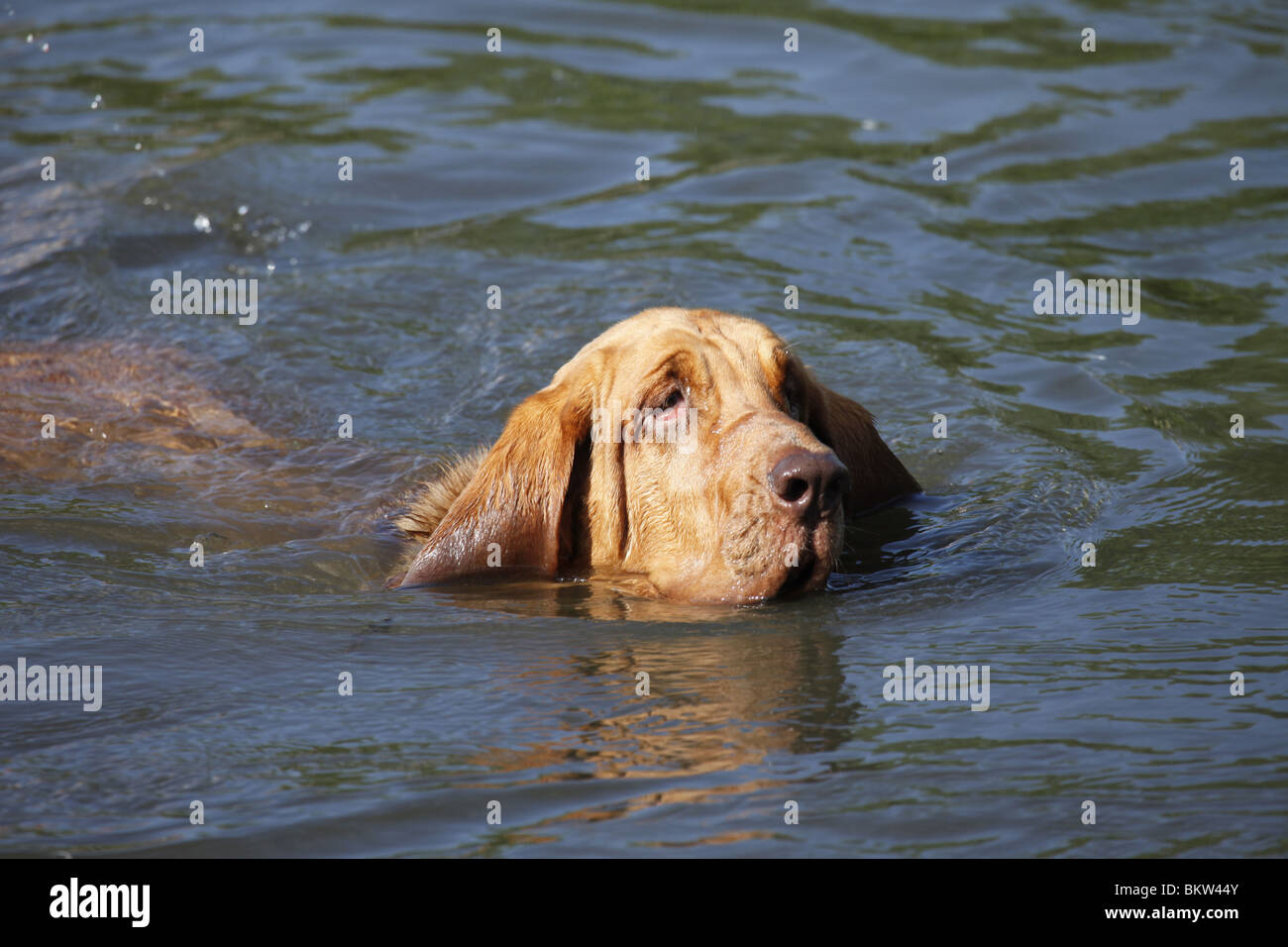 schwimmender Bluthund / swimming Bloodhound Stock Photo - Alamy
