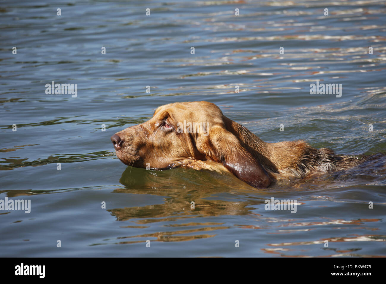 Bluthund Portrait / Bloodhound Portrait Stock Photo - Alamy