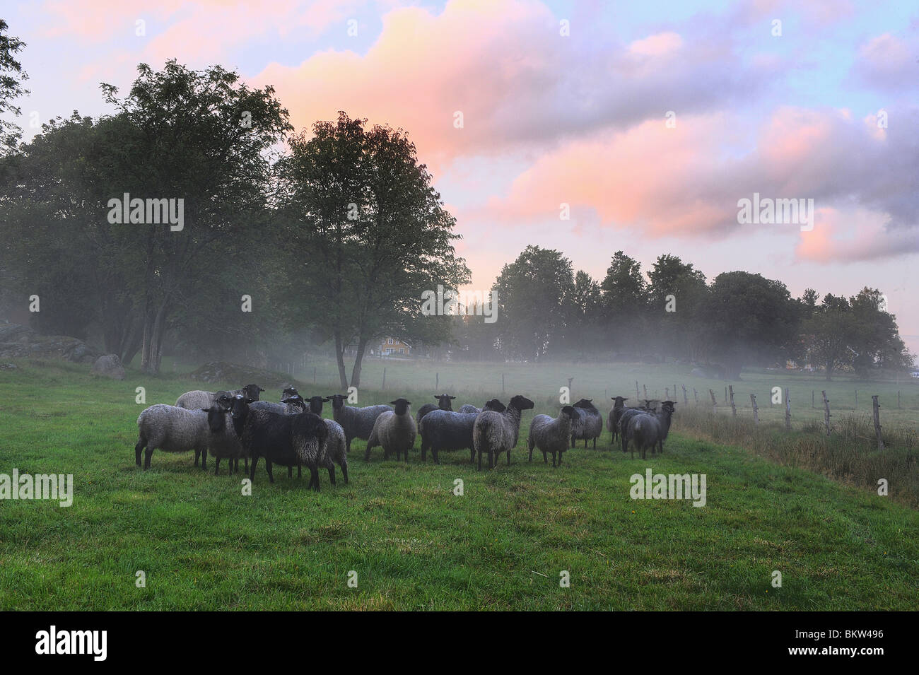 Group of rams hi-res stock photography and images - Alamy