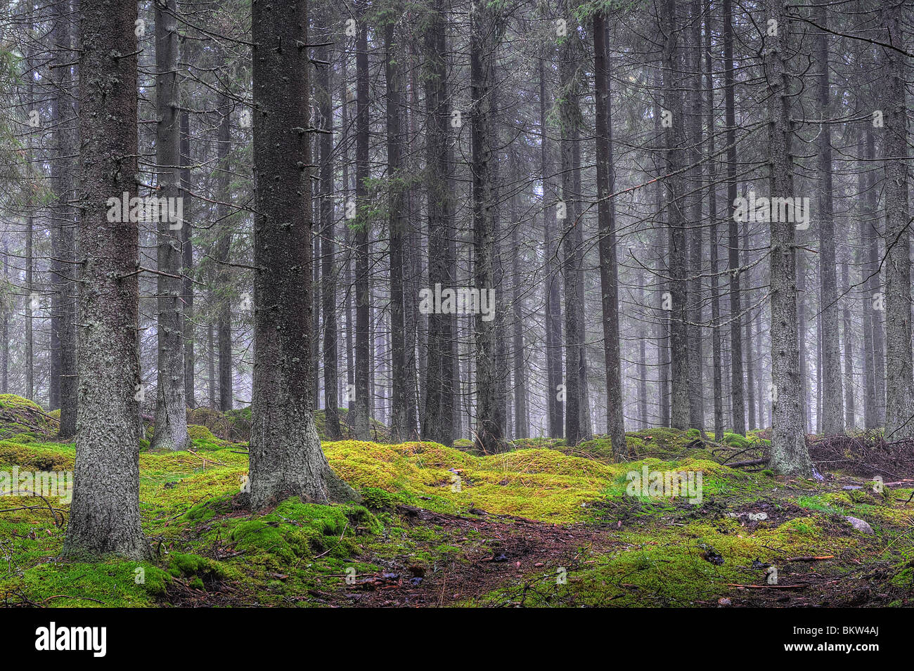 Many Trees High Resolution Stock Photography and Images - Alamy