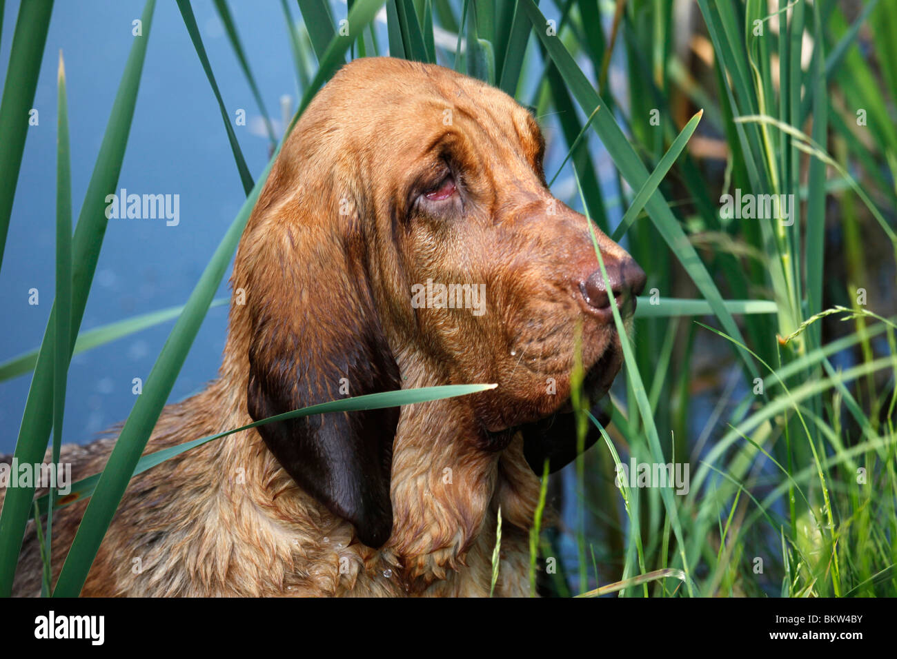 Bluthund Portrait / Bloodhound Portrait Stock Photo - Alamy