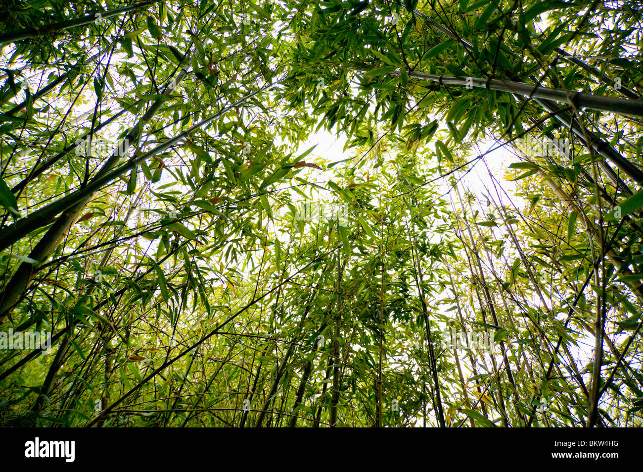 Tree branches reaching to the sky hi-res stock photography and images ...