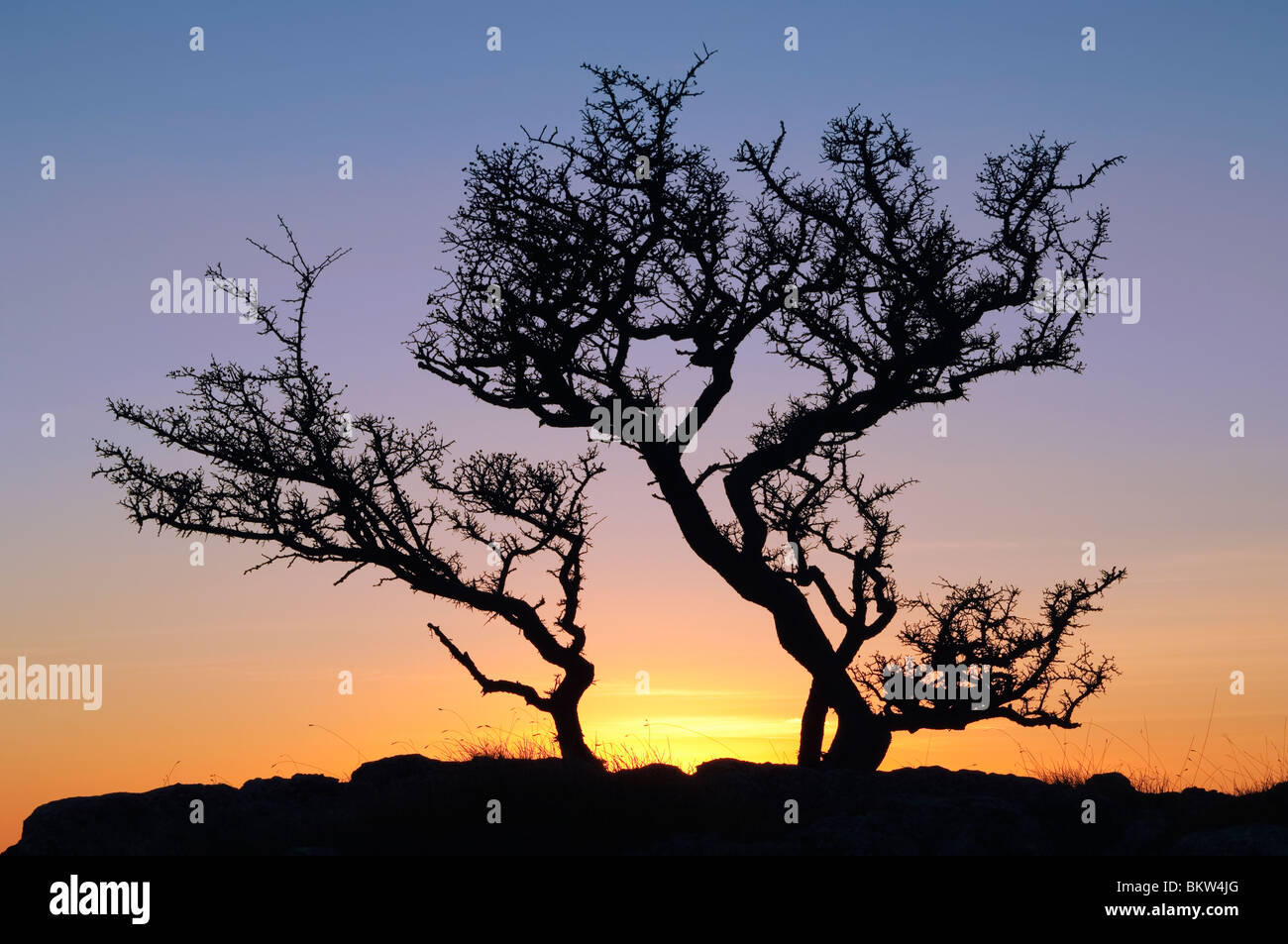 Hawthorn tree (crataegus monogyna) in silhouette at sunset on Holmepark ...