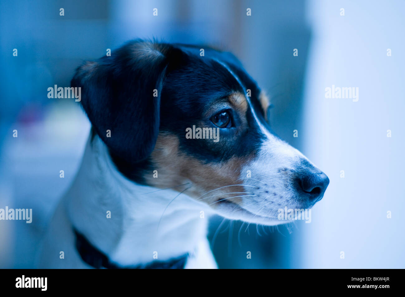 Dog Portraits Stock Photos & Dog Portraits Stock Images - Alamy