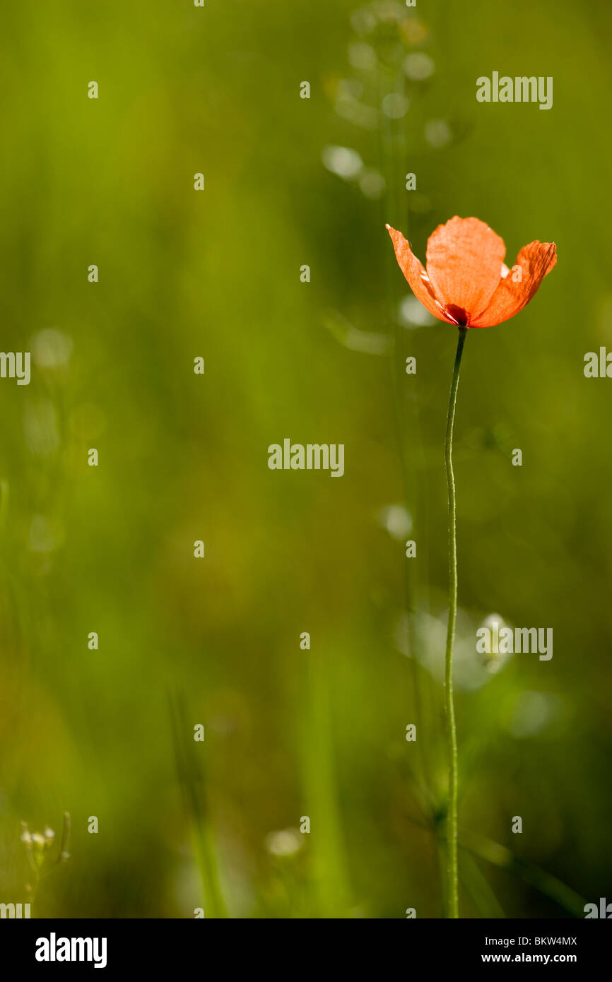 Klaproos hi-res stock photography and images - Alamy