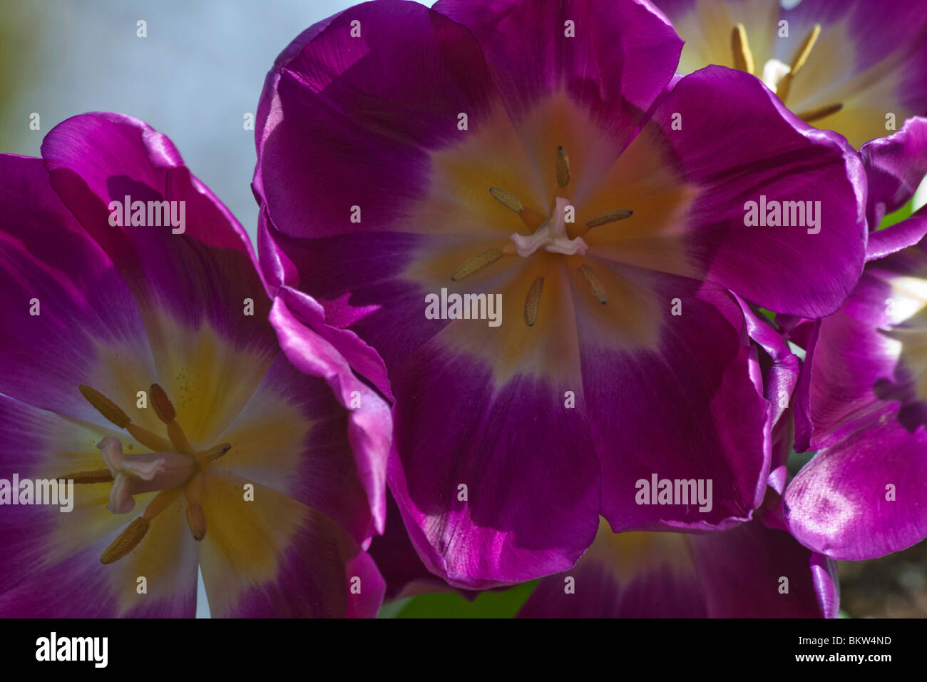 Purple blossoms of tulips Burgundy fully open tulip Spring display ...