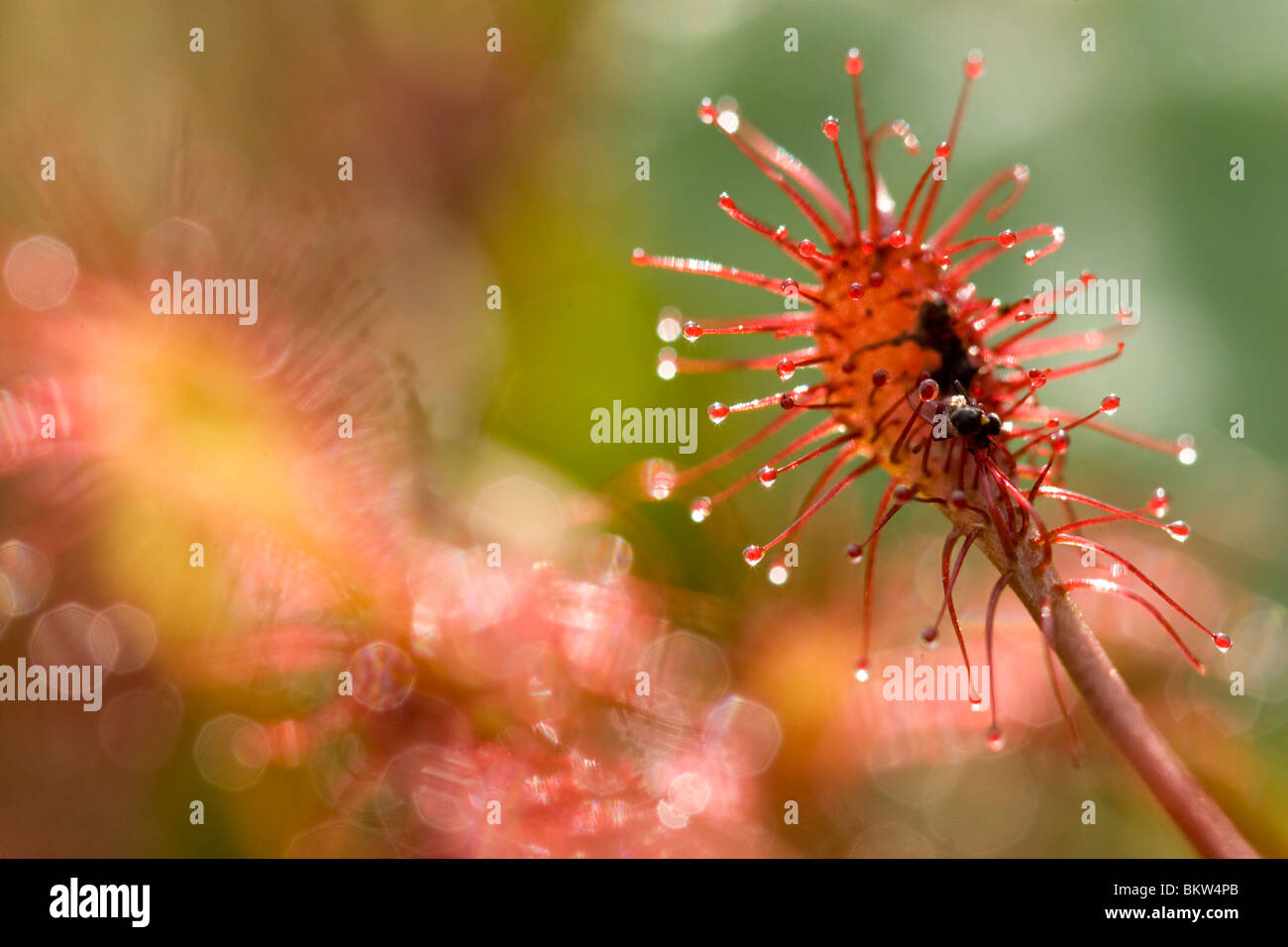 Spoonleaf hi-res stock photography and images - Alamy