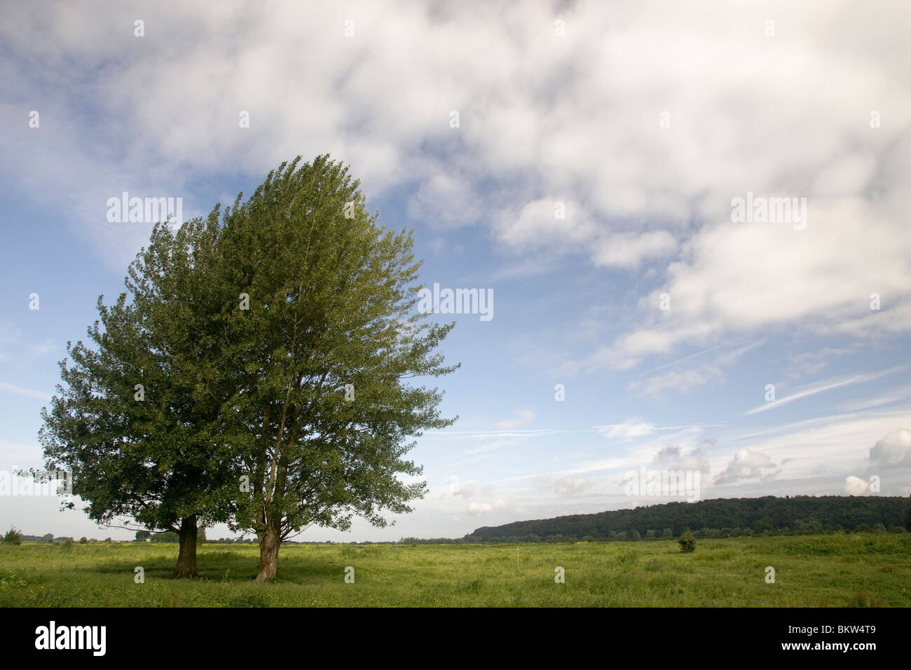 Zwarte populier hi-res stock photography and images - Alamy