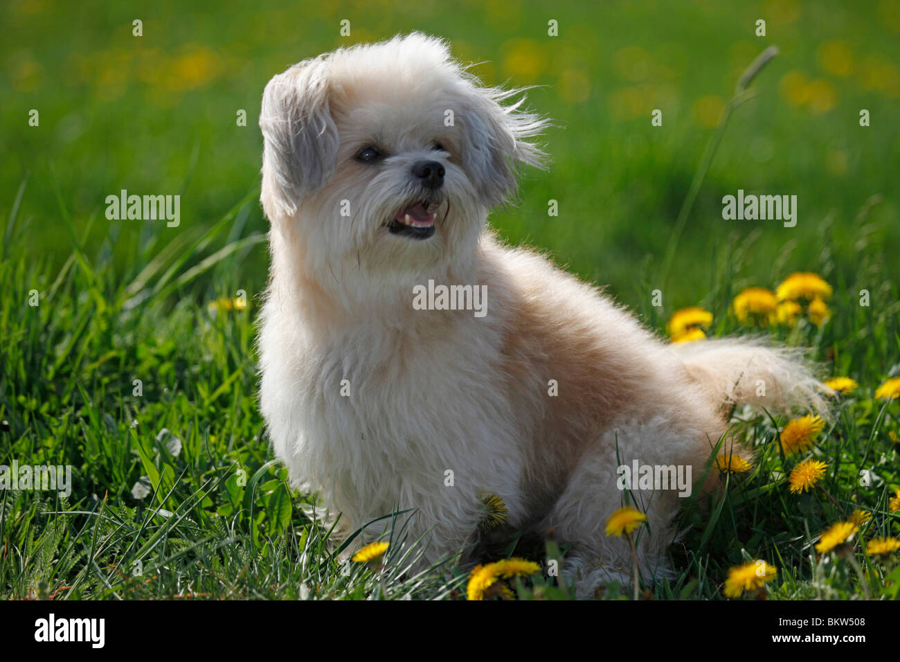 Nature one animal single animal single animals 1 animal hi-res stock ...