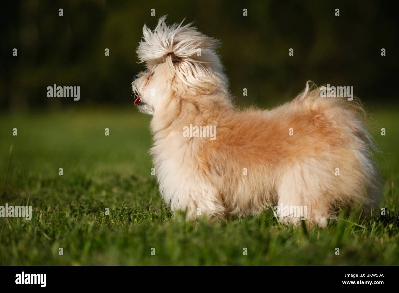 Mischling / Mongrel Stock Photo - Alamy