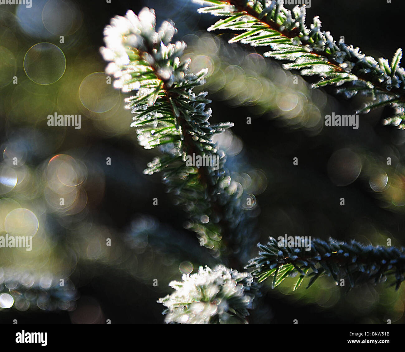 Dewy Pine High Resolution Stock Photography and Images - Alamy