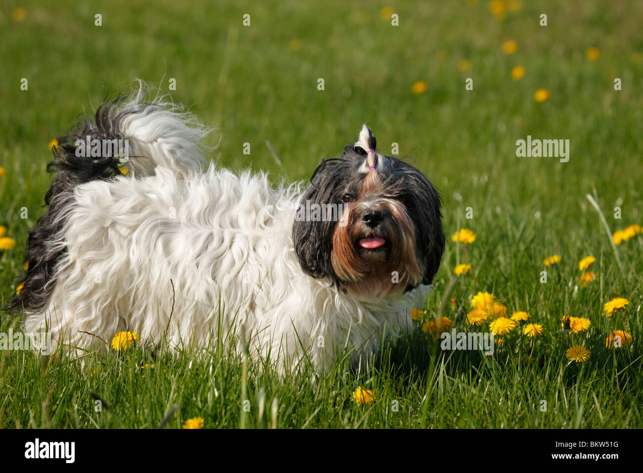 stehender Lhasa Apso / standing Lhasa Apso Stock Photo - Alamy