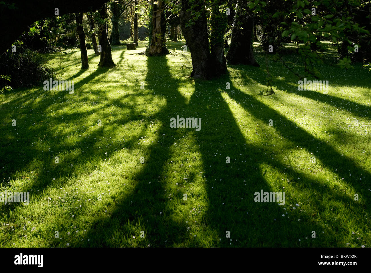 trees draw shadows on the grass Stock Photo - Alamy