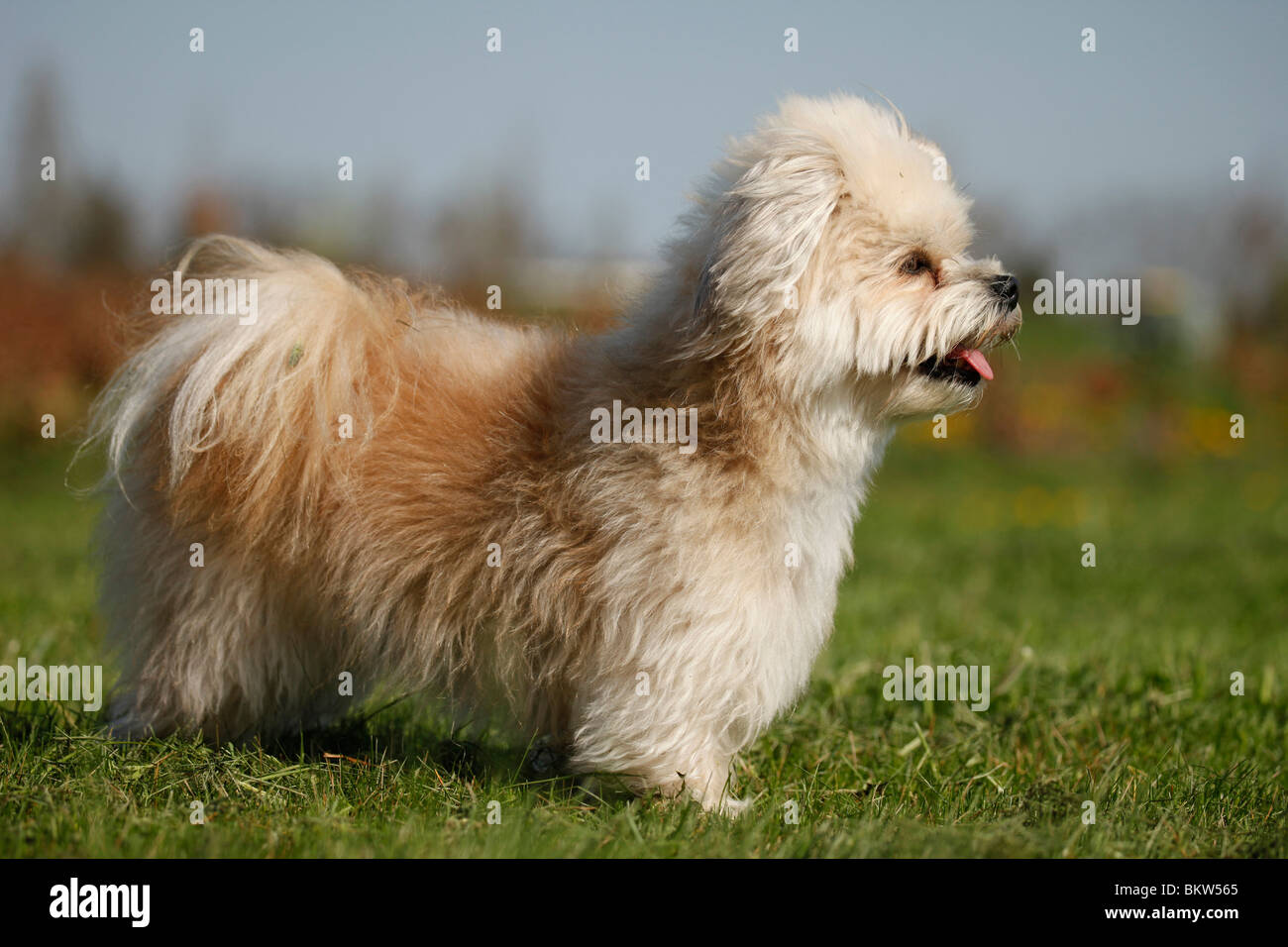 Mischling / Mongrel Stock Photo - Alamy