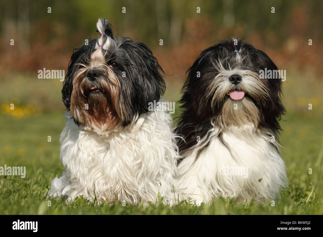 Lhasa apsos hi-res stock photography and images - Alamy