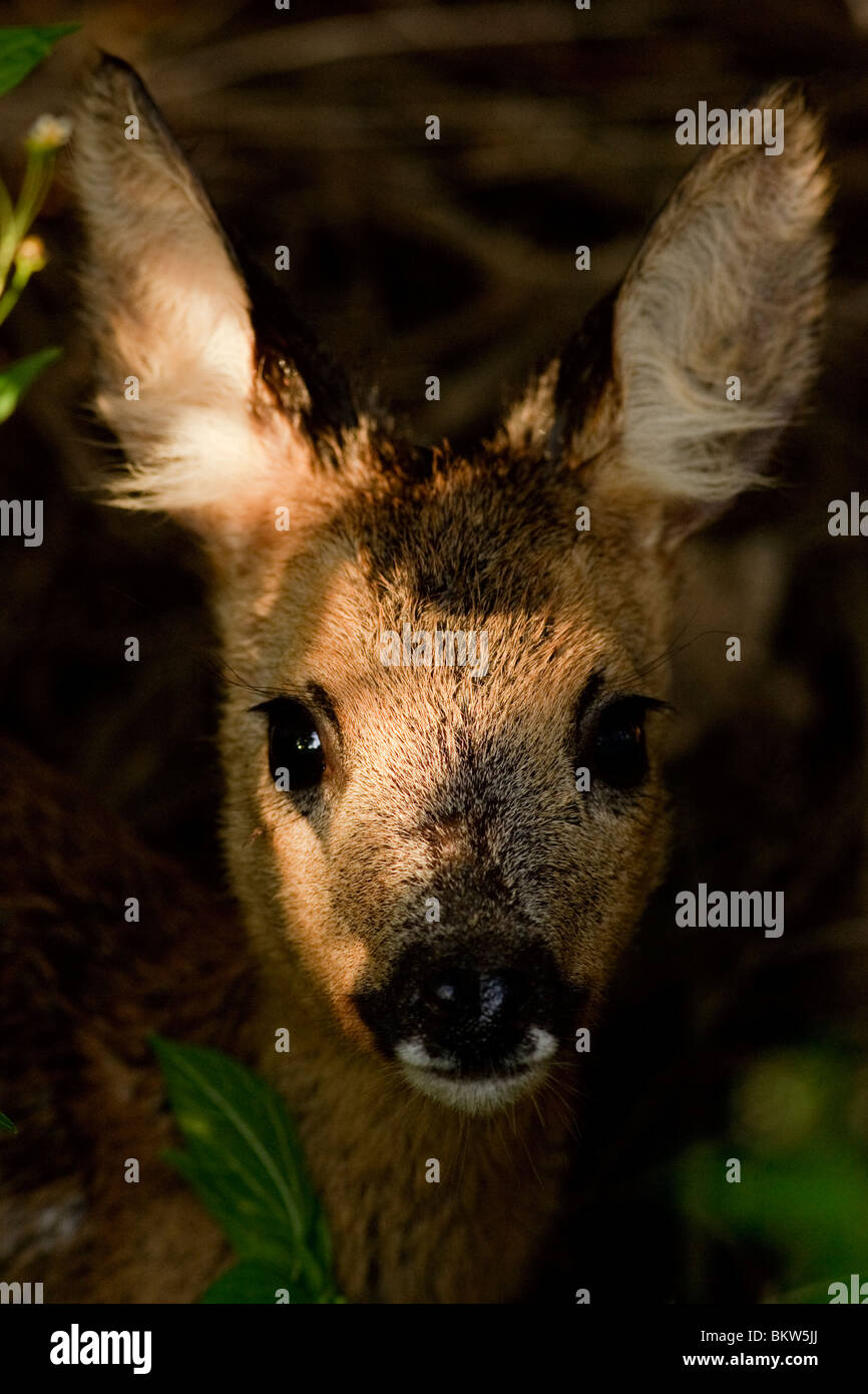 Portrait of a hiding roe deer juvenile Stock Photo - Alamy