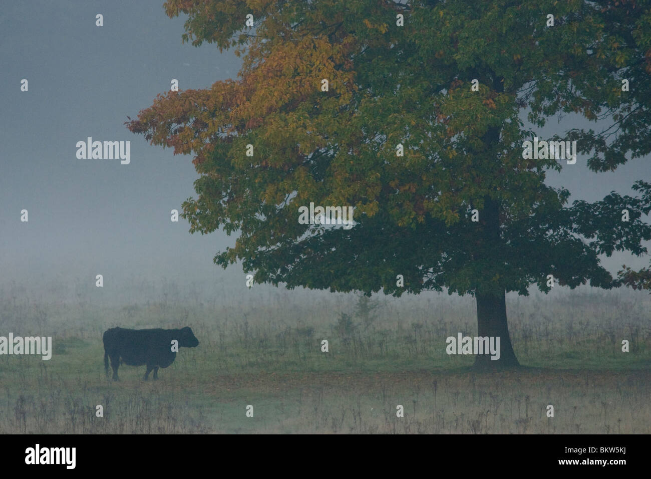 galloway in de mist bij een eik op de Plantage WIllem III; galloway in ...