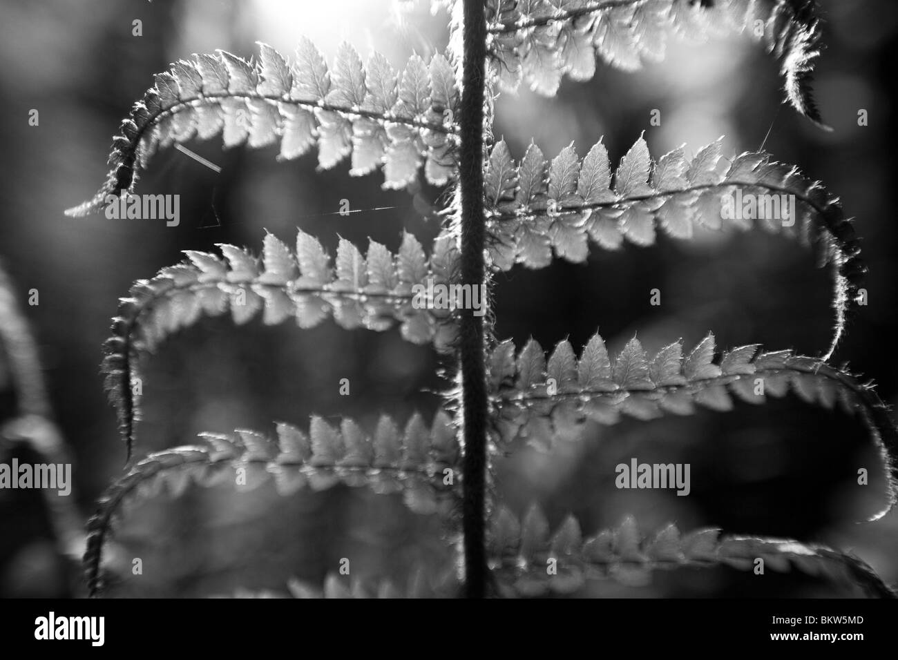 detail van een varen in het bos, Mayo, Ierland; detail of a fern, Mayo ...