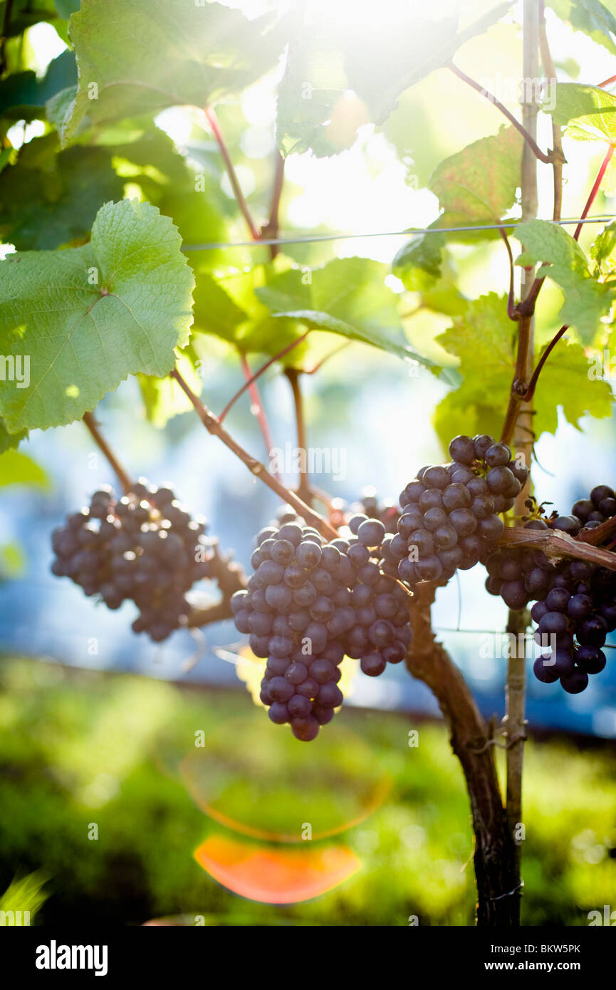 Grapes And Leaf High Resolution Stock Photography and Images - Alamy